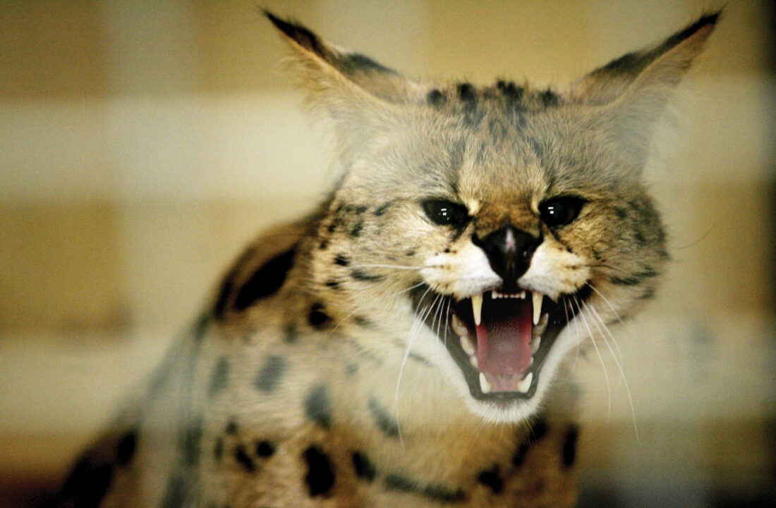 Serval cat caught in Warren Township | News, Sports, Jobs - Marietta Times